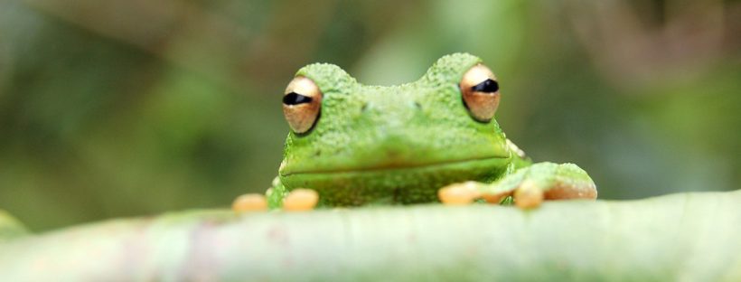 Frogs for breakfast! Language planning and the early bird - Polyglossic